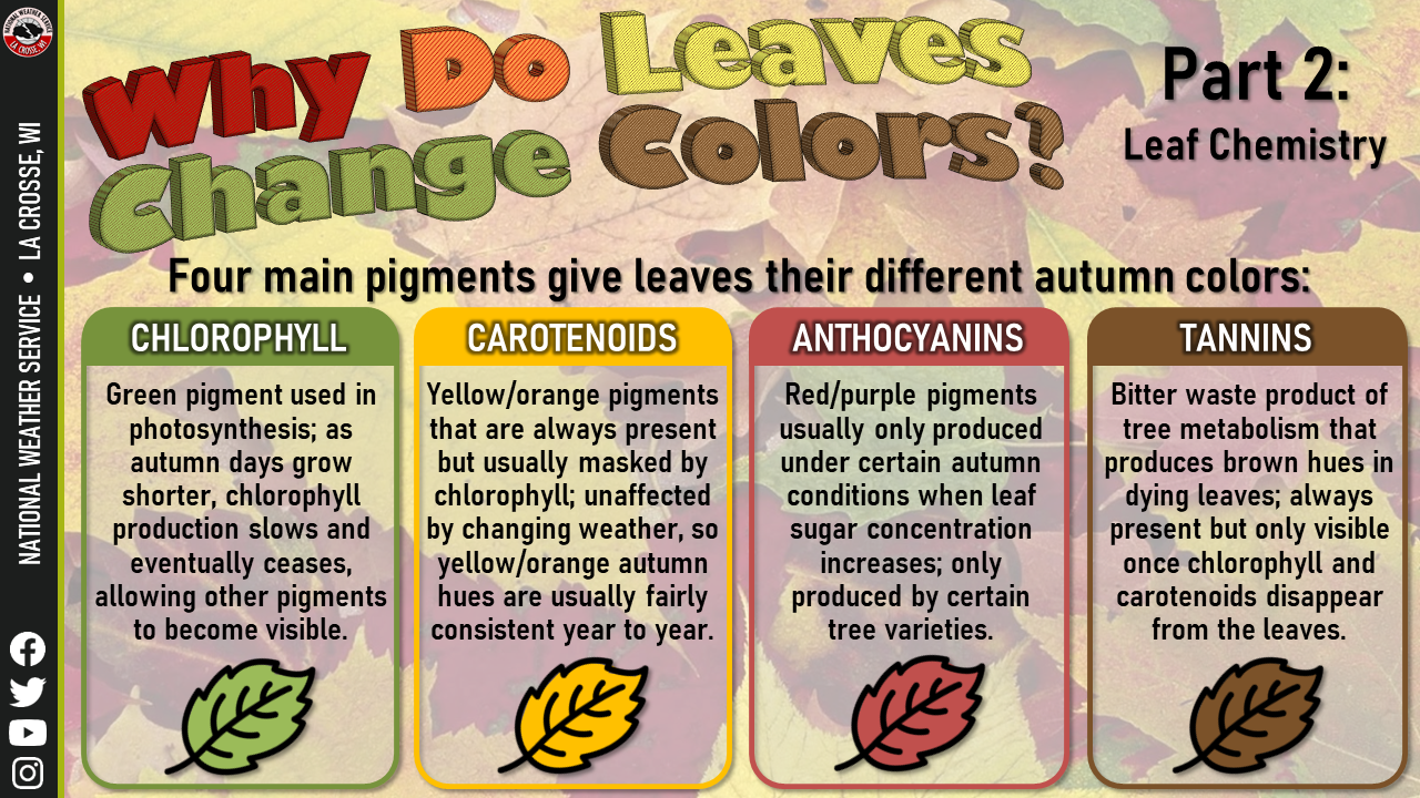 Why Do Leaves Change Colors 