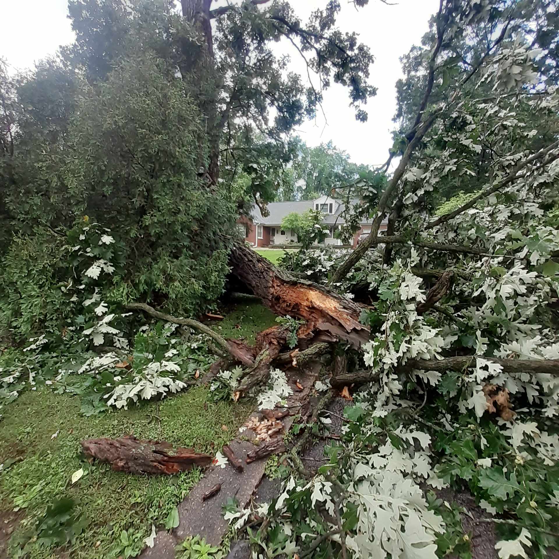 July 14, 2023: Storms Produce Damaging Winds Across Northern Illinois ... July 14, 2023: Storms Produce Damaging Winds Across Northern Illinois ...
